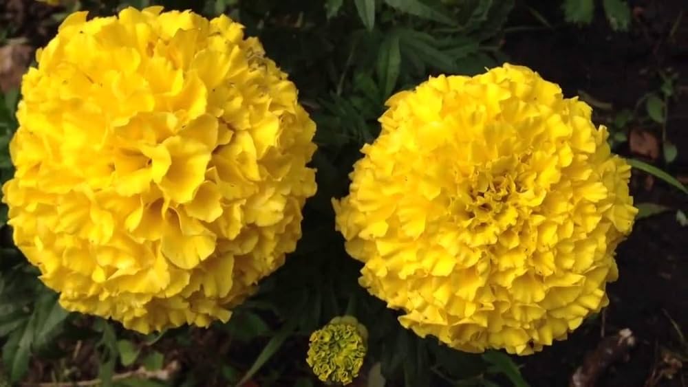 Marigold ‘Pusa Basanti’ – Premium Yellow Flower Seeds (Pack of 30) - F ...