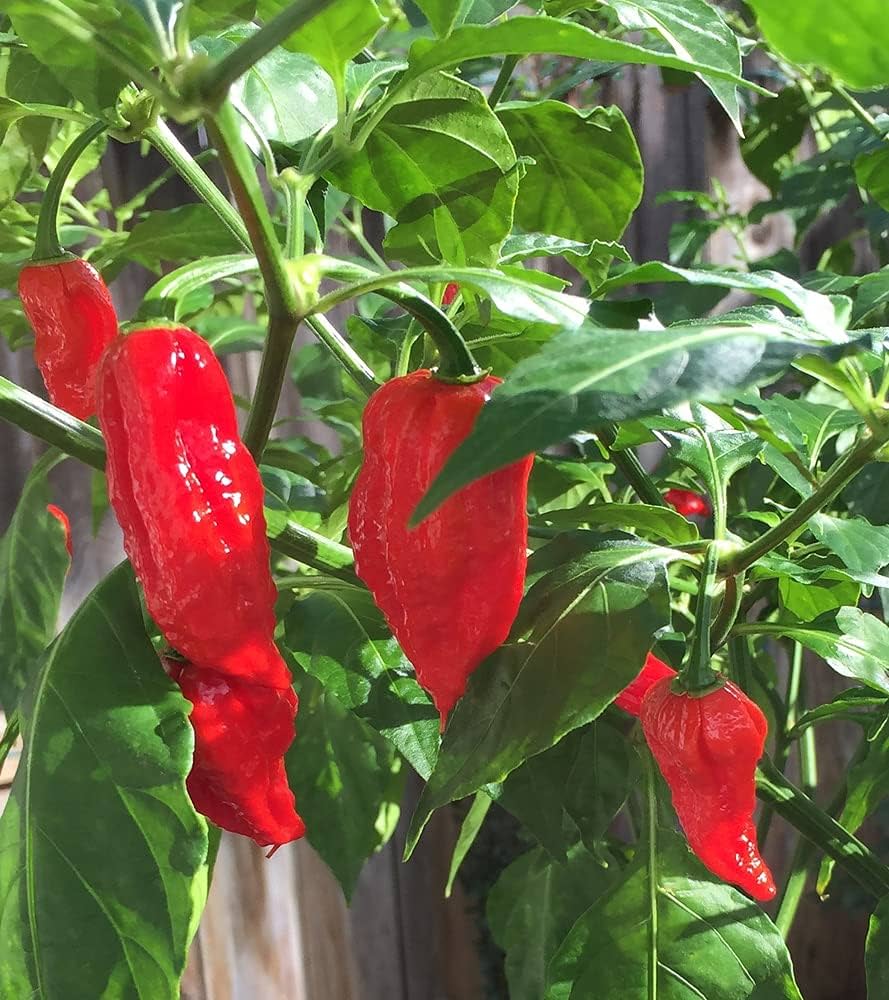 Hybrid NAGA Chilli Ghost Pepper World Hottest Chilli 30 seeds - Vegeta ...