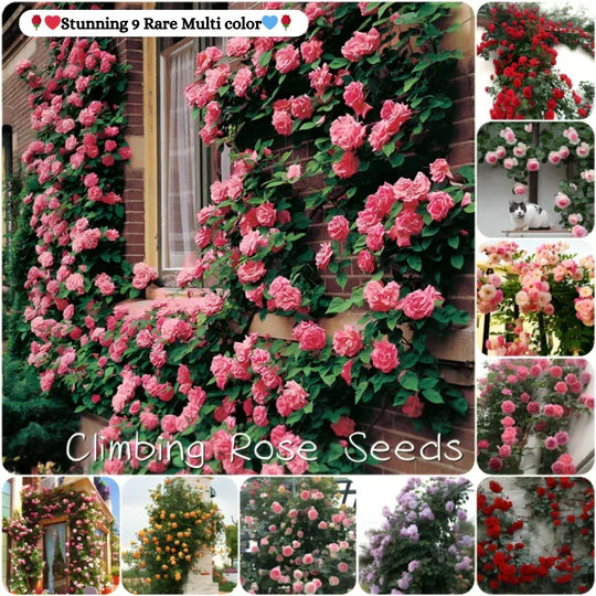 Elegant Climbing Rose Flower Seeds ( Growing Guide Free) - Flower Seed ...