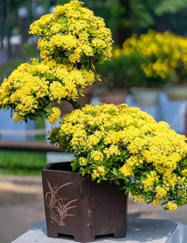 Mini Ixora Live Plant (Yellow) – Compact Flowering Shrub for Home Gard ...