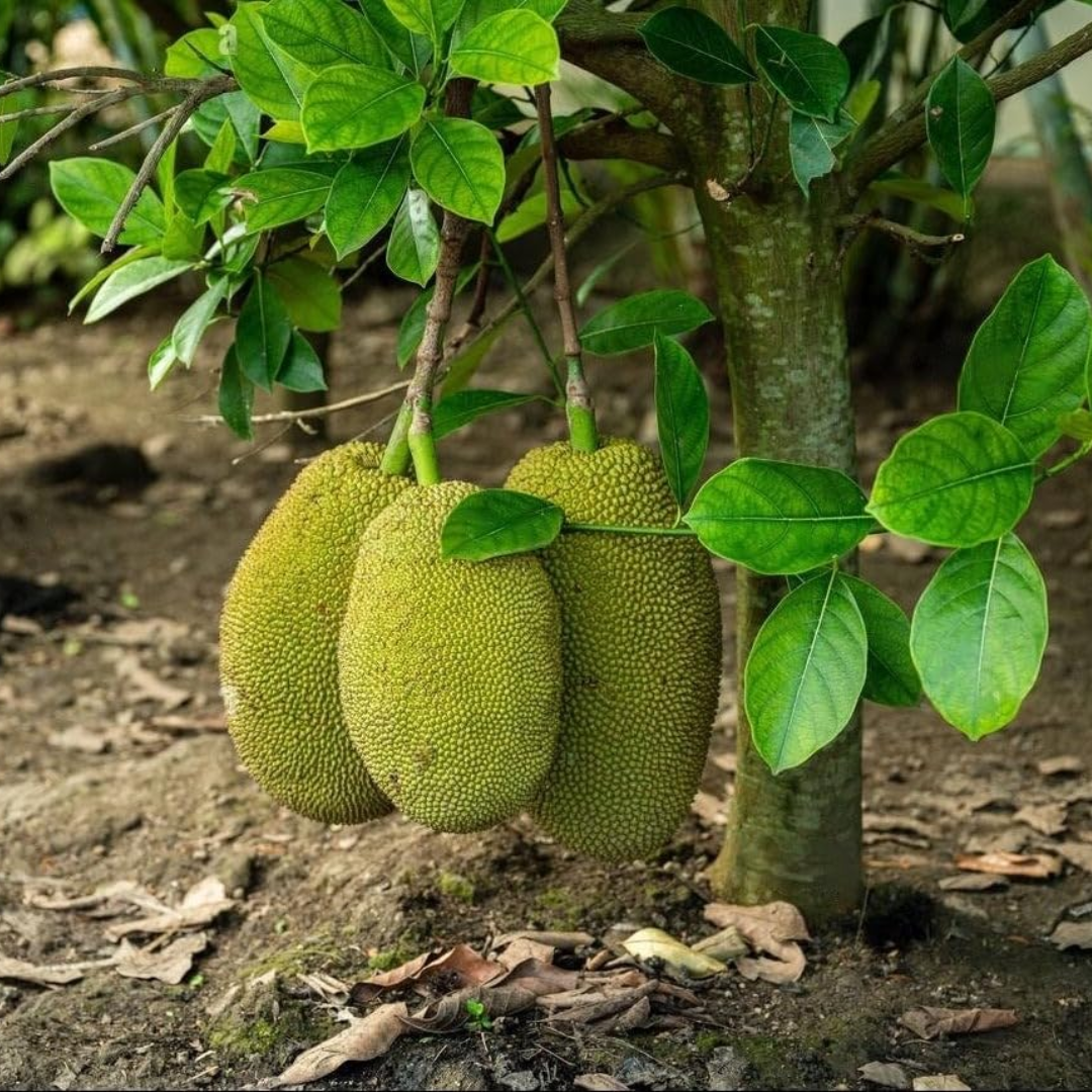 Vietnam Super Early Jackfruit Plant Home Plant High Yield – Grafted ...