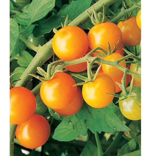 🍅 Sungold Hybrid Tomato Seeds – 100 Seeds, Exceptionally Sweet & Golde ...