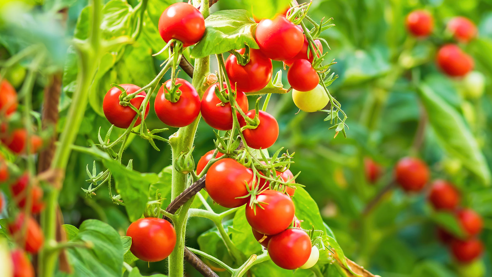 🍅 Cherry Tomato Hybrid 100 Seeds – Red, Sweet & Juicy -Vegetable Seeds ...