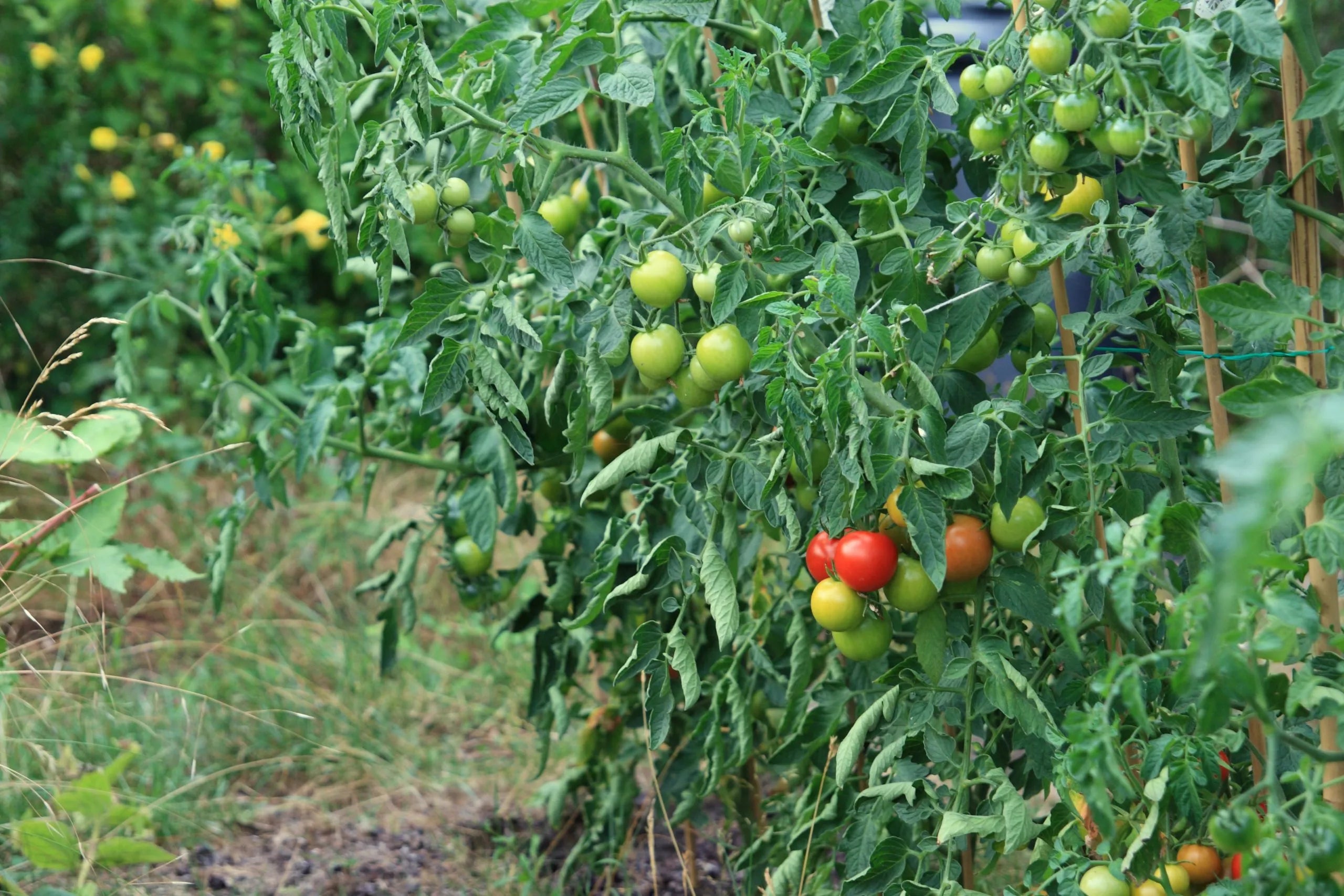 🍅 Early Girl Hybrid Tomato Seeds – 100 Seeds, Fast-Maturing & Flavorfu ...